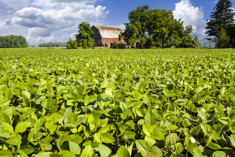 Crop fields of Beetroot stock photo. Image of farmland - 221673136