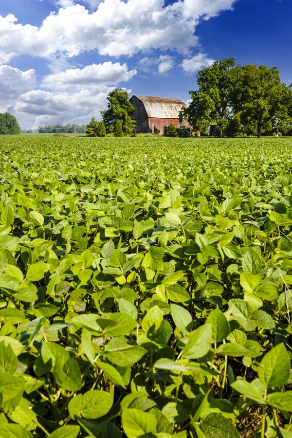 Crop fields of Beetroot stock photo. Image of cultivated - 221673106