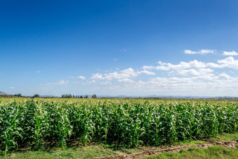 Crop Fields, Clear Blue Sky Stock Image - Image of field, irrigation ...