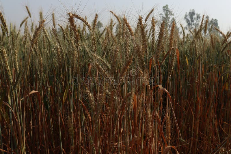 Crop Fields Natural Food Farmers Stock Photo - Image of fields, crop ...