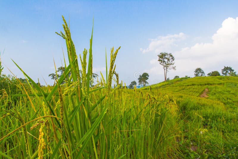 Crop fields stock image. Image of growth, rural, rice - 34661731