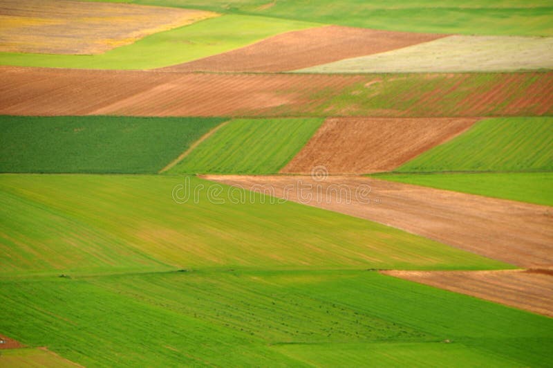 Crop fields in spring stock image. Image of animals - 324164683