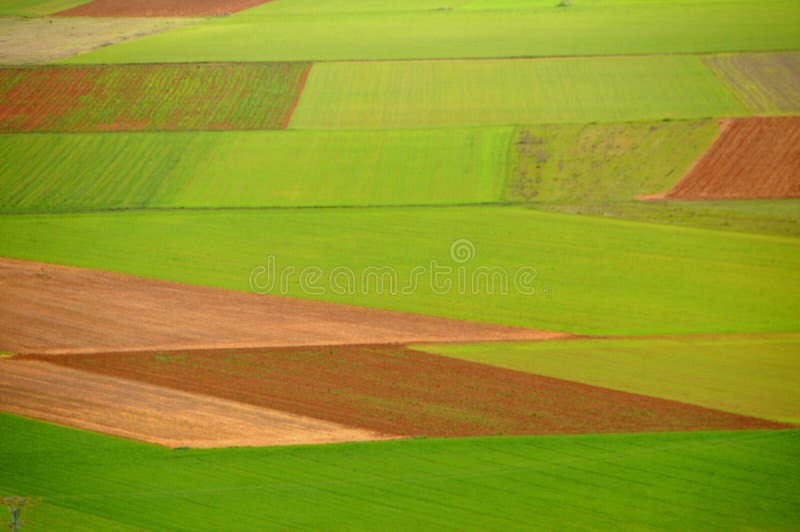 Crop fields in spring stock image. Image of eagle, animals - 324164699