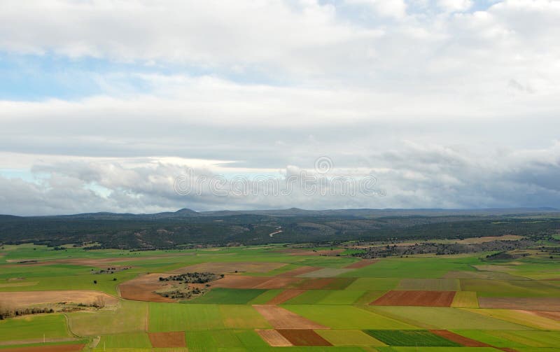 Crop fields in spring stock image. Image of animals - 324164719
