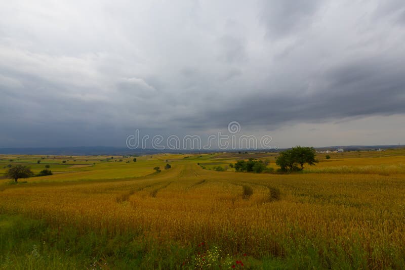 Crop Fields on Tekirdag Road. Stock Image - Image of country, floral ...