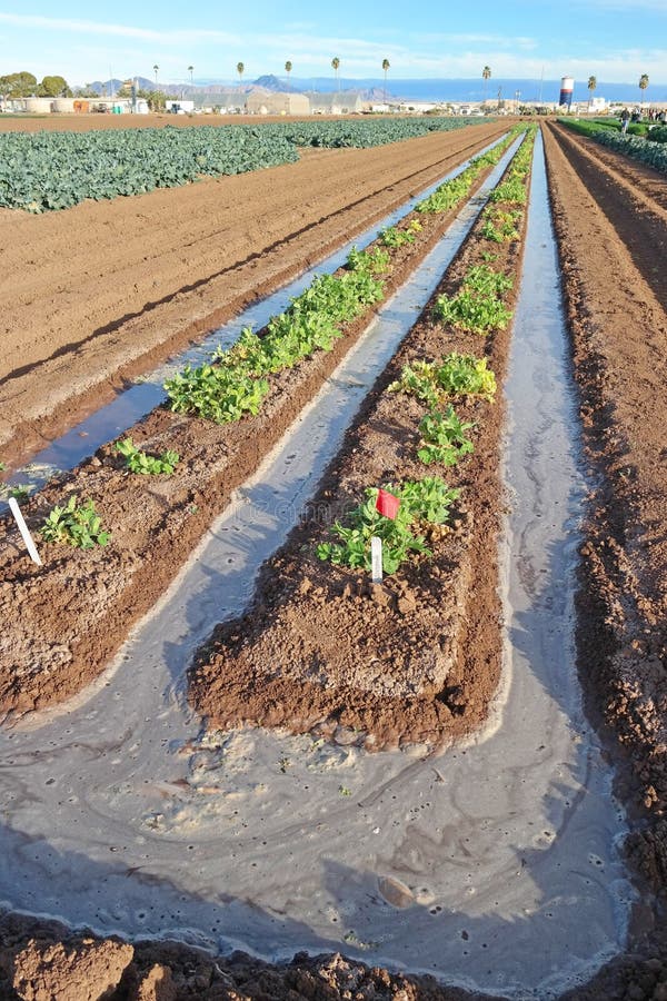Crop Flood Irrigation stock photo. Image of farmer, cultivated - 53365046