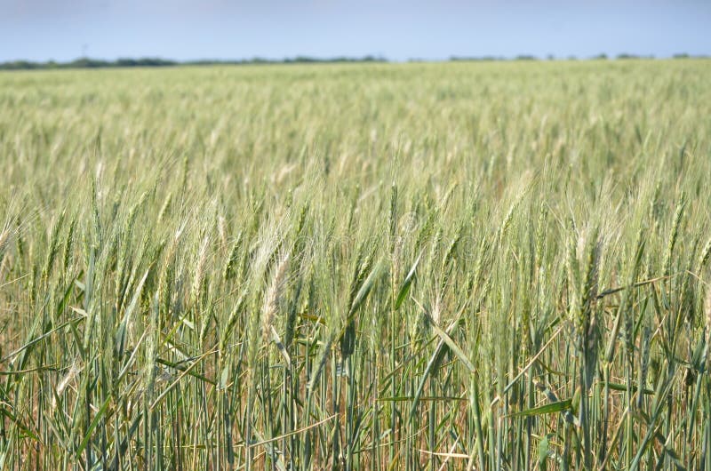 Food Grain, Field, Barley, Triticale Picture. Image: 114296894