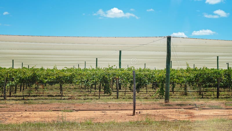 Crop of Grapes Under Cover for Protection Stock Photo - Image of fruit ...