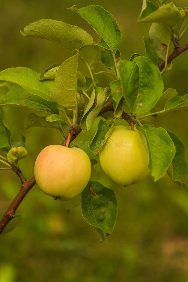 Crop of Green Apples on an Apple Tree; Summer. Stock Image - Image of ...