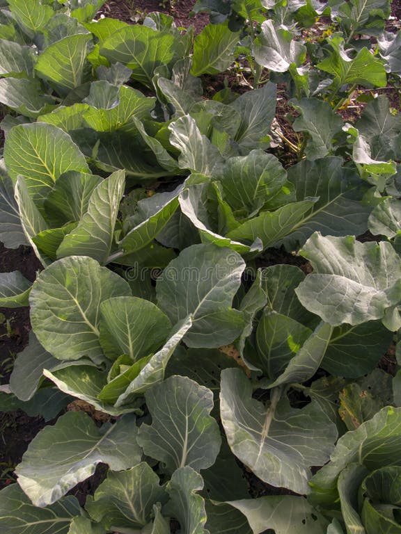 A Crop of Green Cabbage in a Vegetable Plot Stock Photo - Image of ...