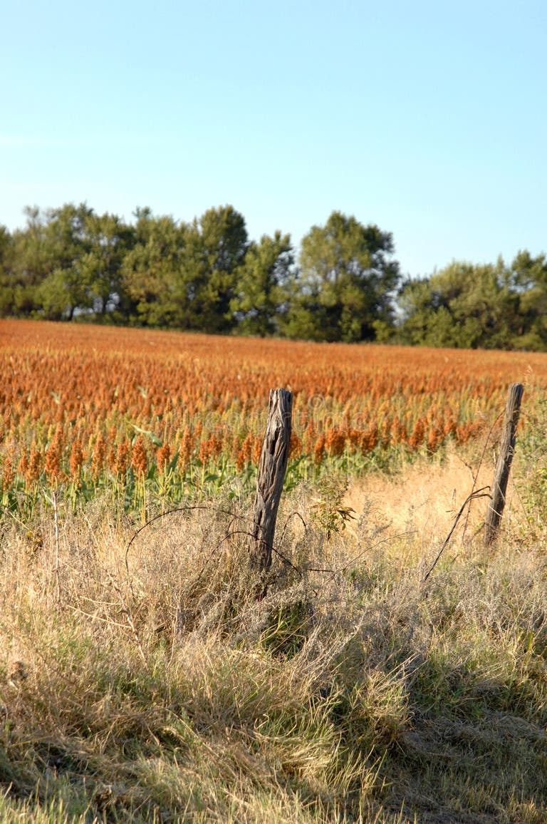 534 Milo Crop Stock Photos - Free & Royalty-Free Stock Photos from ...