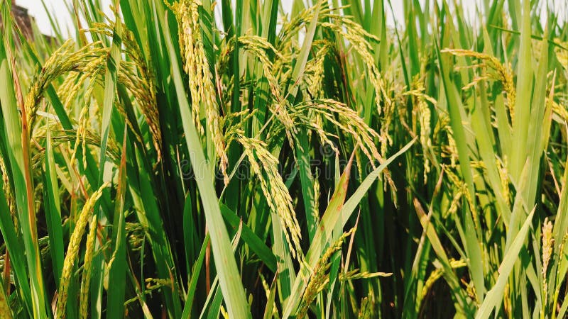 Crop of growing rice stock image. Image of grass, farmer - 344354941