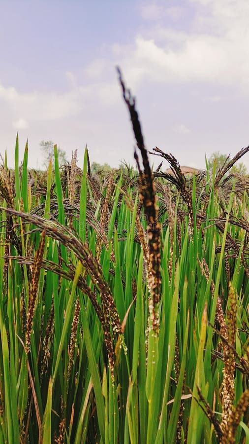 Crop of growing rice stock photo. Image of farmer, closeup - 344355030