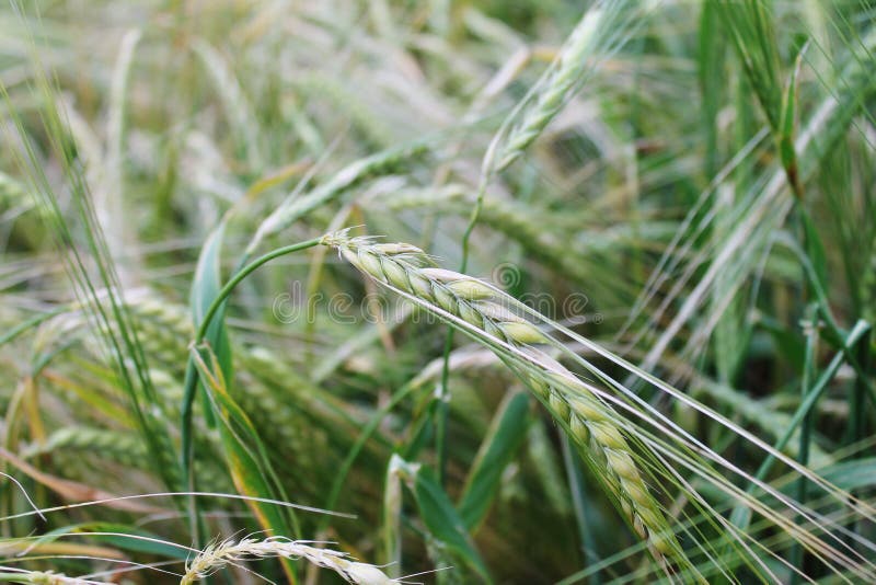 Wheat Rye Crop Growing Grain Seed Head Stock Photo - Image of barley ...