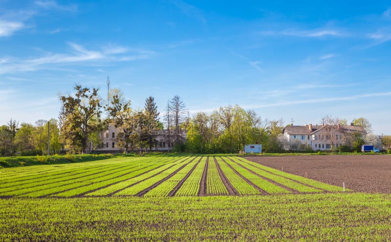 Crop growth on farmland stock photo. Image of leaf, blooming - 40695594