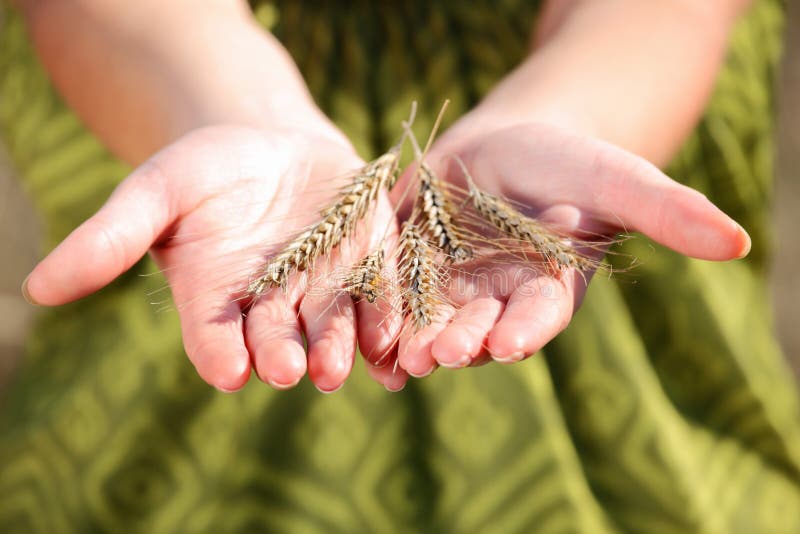 Crop on hand stock image. Image of farmer, organic, human - 20967477