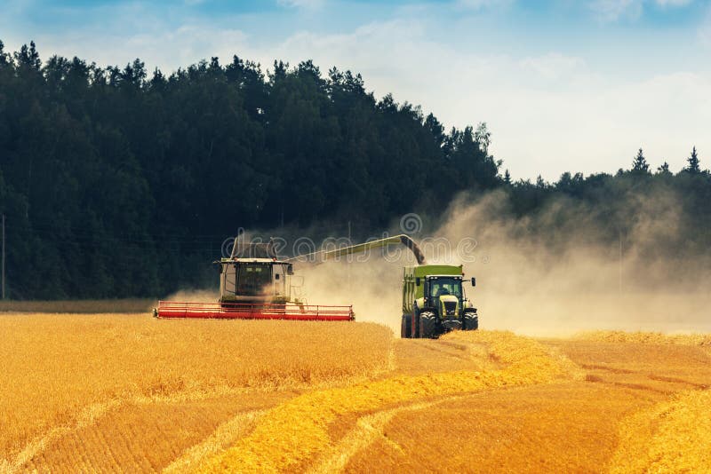 Combine Harvester Loading Grain Into A Trailer Stock Image - Image of ... Combine Harvester Loading Grain Into A Trailer Stock Image - Image of ...