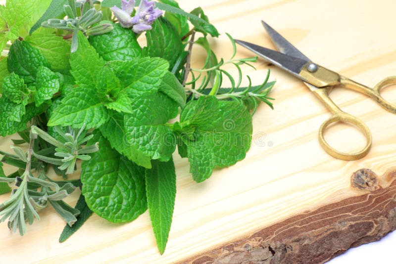 Crop of the herb stock image. Image of food, green, crop - 22929335