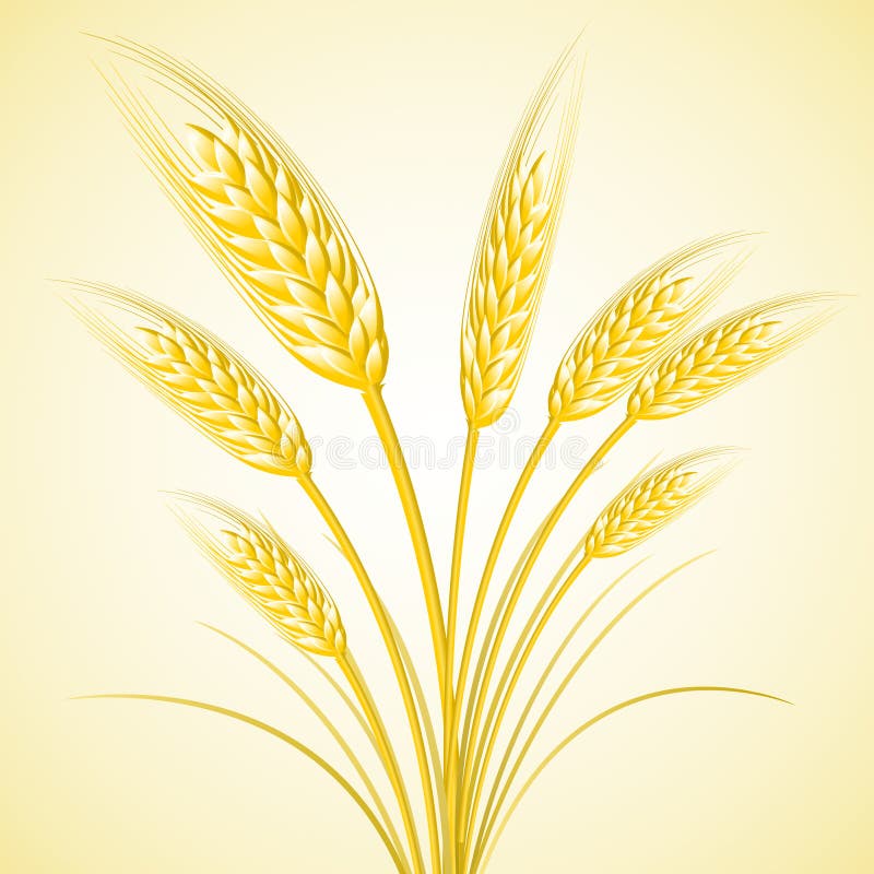 Crops Illustration - Isolated on Yellow Background Stock Illustration ...
