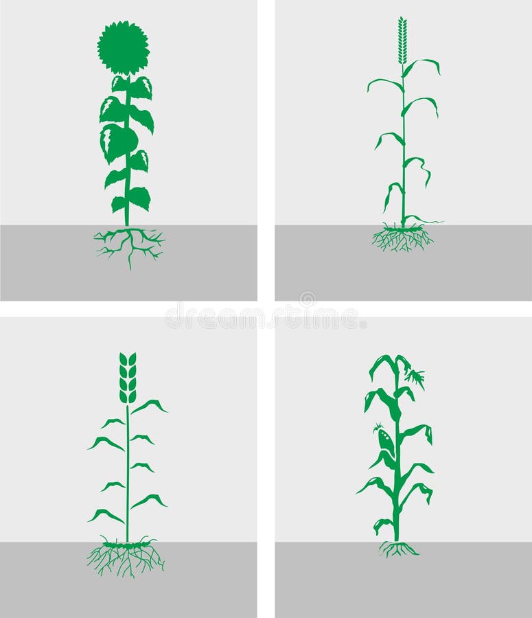 Ð¡rop stock vector. Illustration of seed, plant, wheat - 65143601