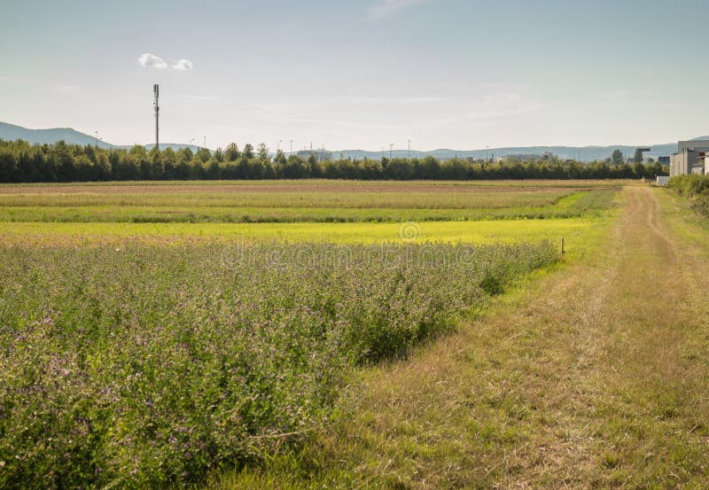 Crop land, Landscape stock photo. Image of harvest, industry - 98046388