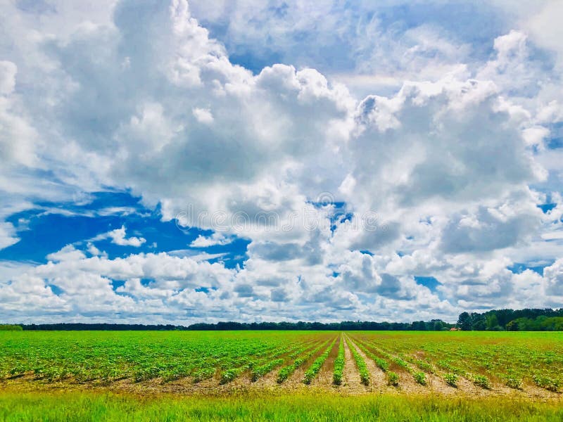 Crop land stock photo. Image of clouds, fluffy, crops - 136410728
