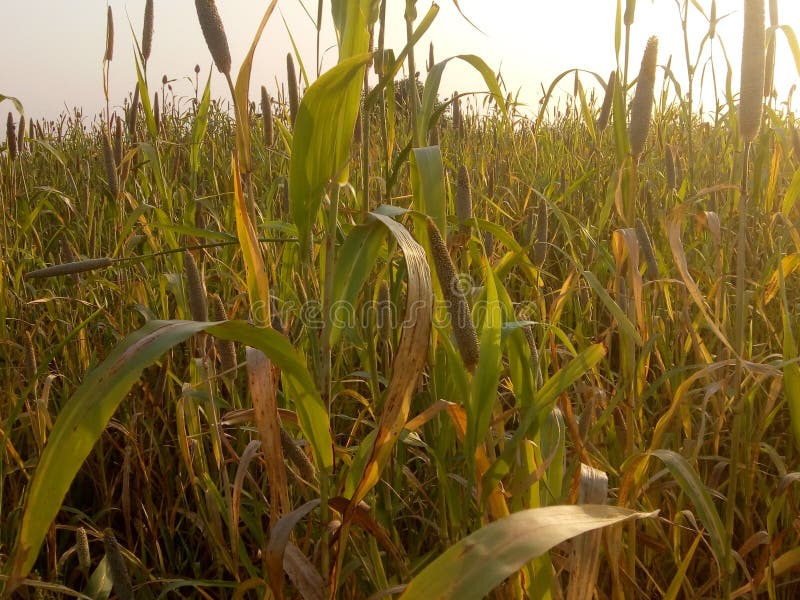 Crop leaf flower stock photo. Image of lawn, crop, flower - 263988748