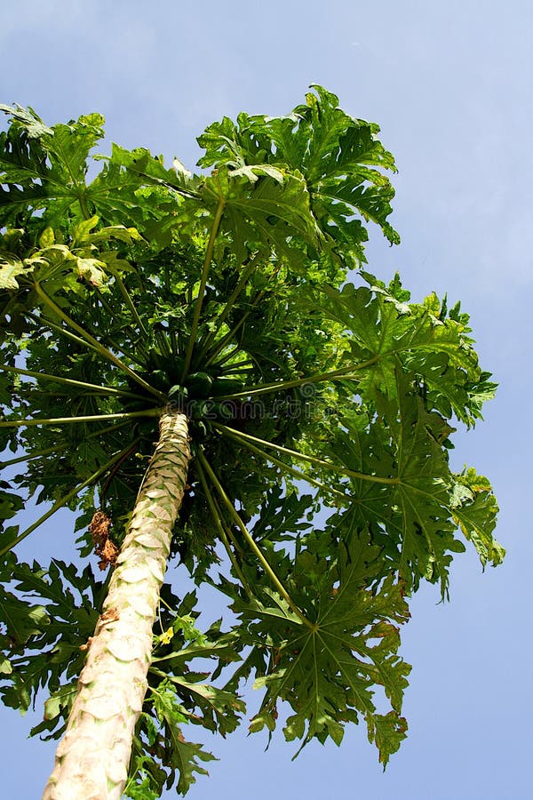 Crop and Leaves of Papaya Tree Stock Image - Image of umbrella, blue ...