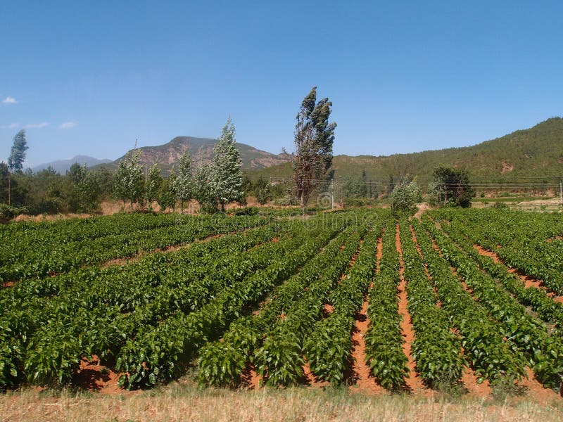 Crop in Line Under the Blue Sky Stock Photo - Image of agriculture ...