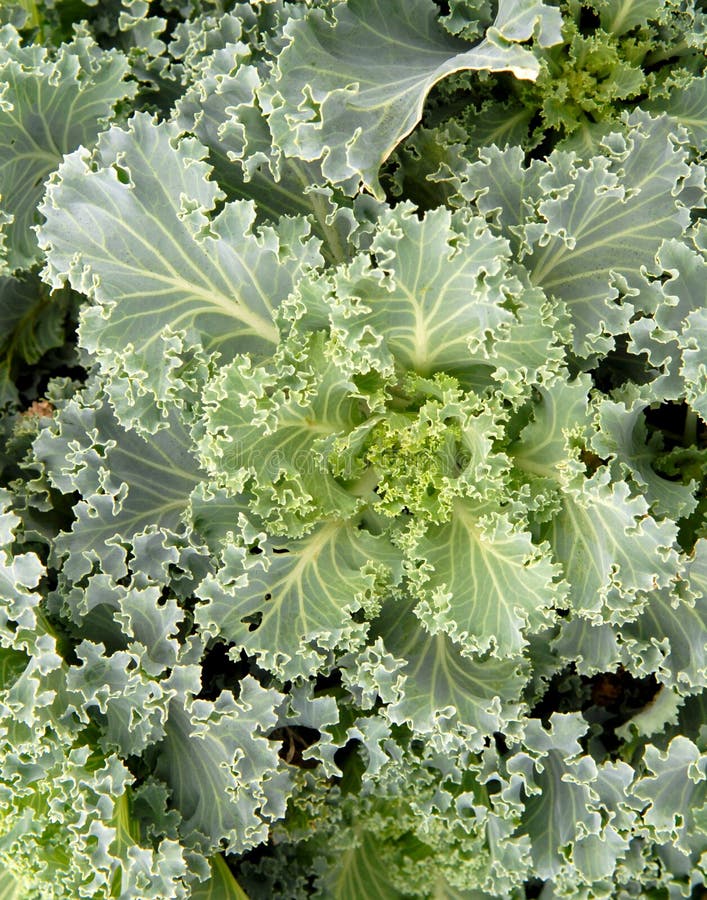 21+ Kale crop Free Stock Photos - StockFreeImages
