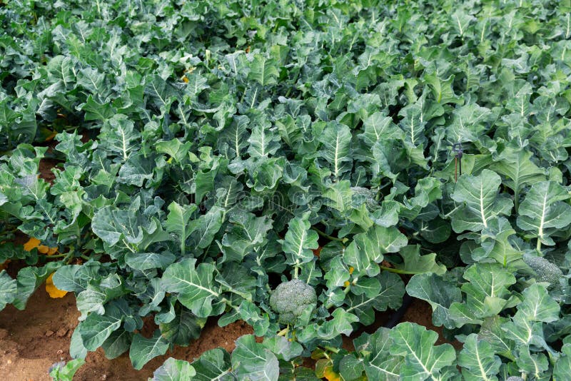 Crop of Broccoli Growing on Farm Field Stock Image - Image of ...