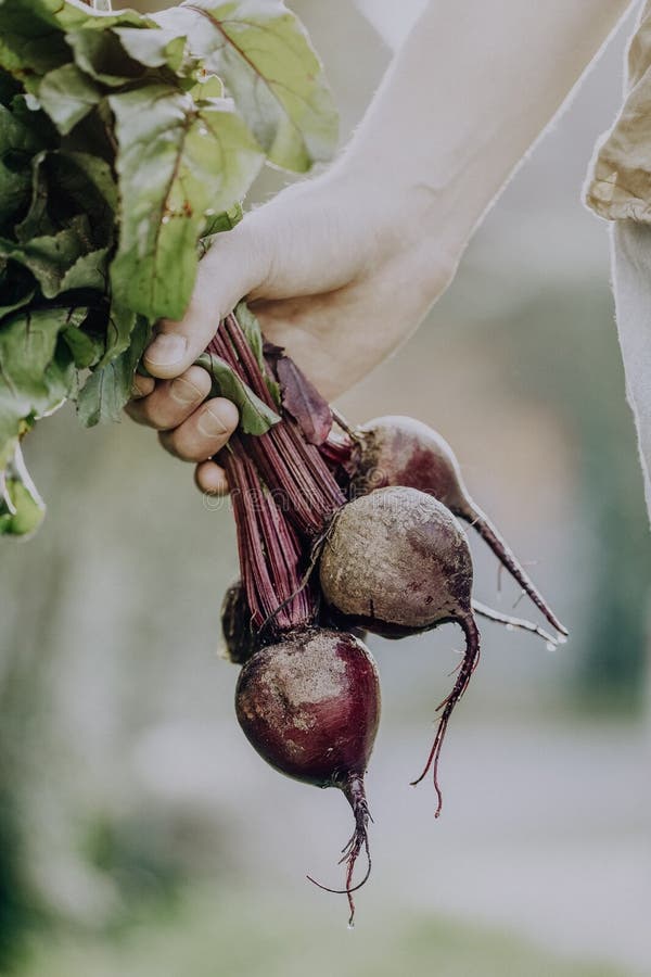 Crop Person with Pile of Beetroot Stock Image - Image of crop ...