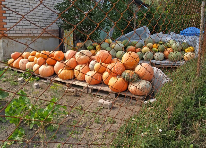 Crop of pumpkins stock photo. Image of people, melon - 79592662