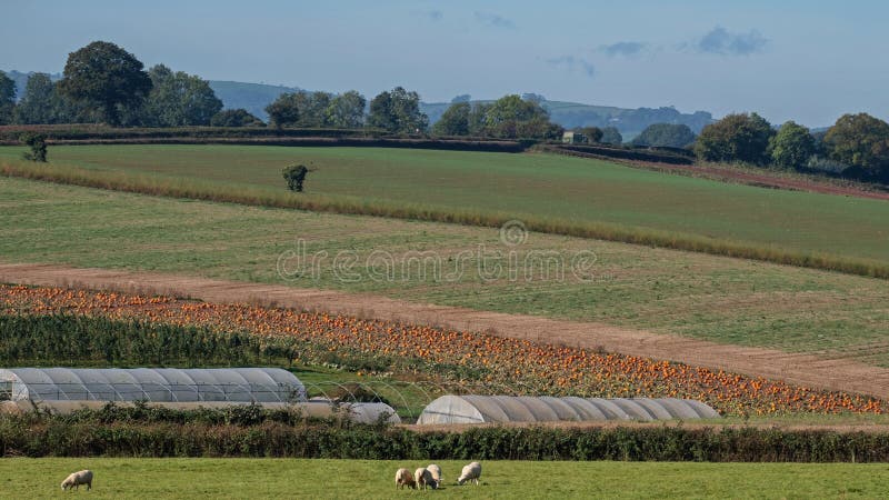 Eye-catching Crop on a Devon Farm UK Stock Photo - Image of autumnal ...