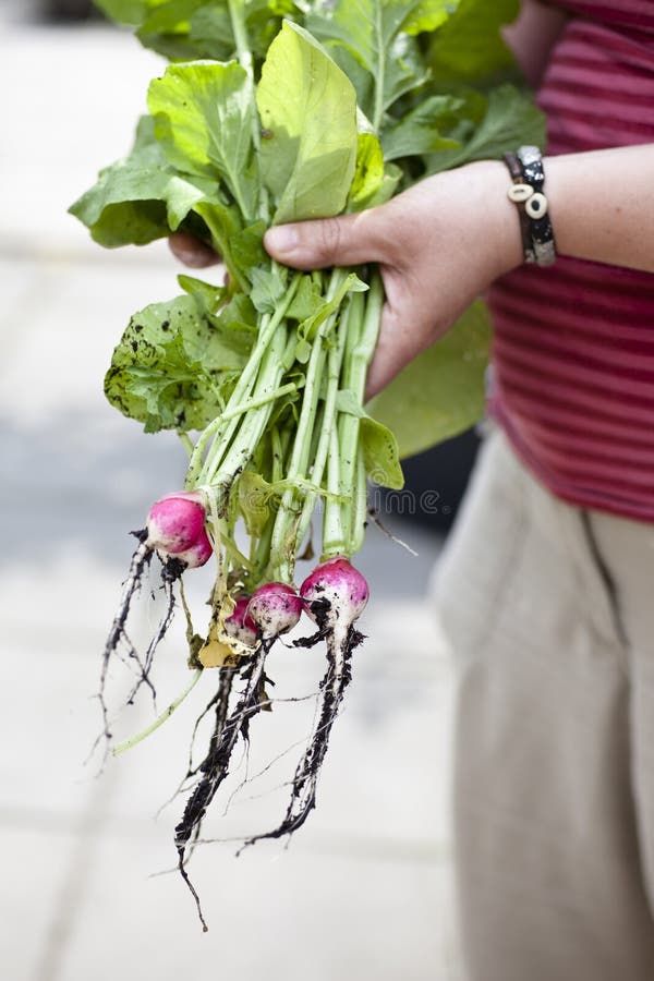 Crop of radish stock image. Image of organic, natural - 14726671