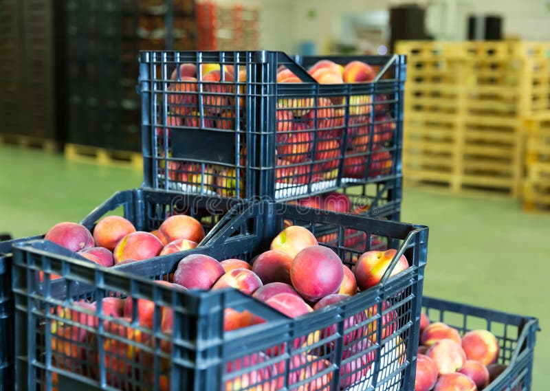 Peaches Packed Boxes Lying on the Counter of the Supermarket Stock ...