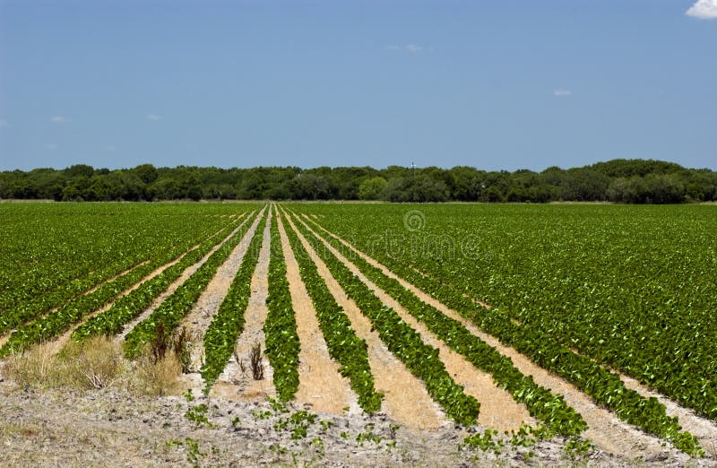 Crop Rows stock image. Image of agriculture, vegetation - 5279263