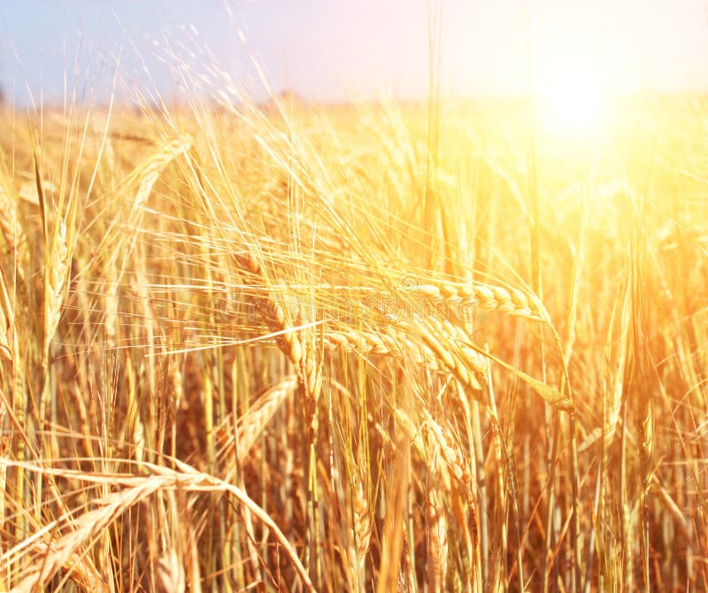 Crop of rye stock photo. Image of rural, growth, outdoor - 14301824