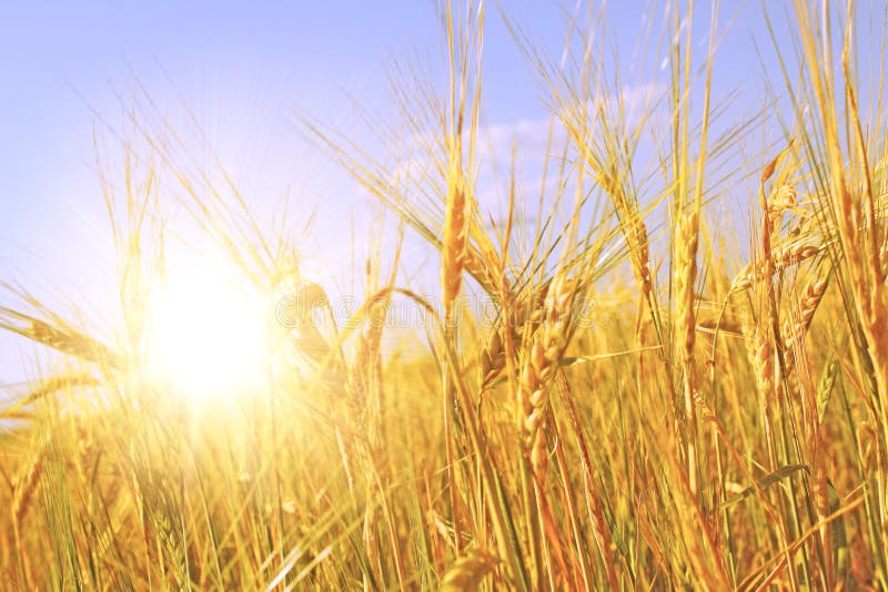 Crop of rye stock image. Image of cereal, farm, corn - 14348431