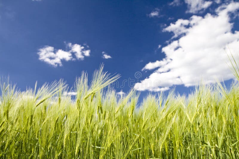 Crop of rye stock photo. Image of healthy, field, closeup - 14656024