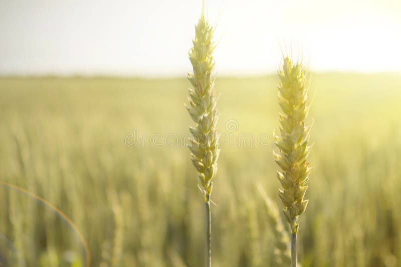 The Crop of Rye in a Field at Sunset Stock Image - Image of cultural ...