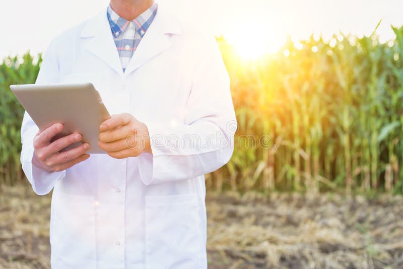 Crop Scientist in Lab Coat Using Digital Tablet Against Corn Field ...