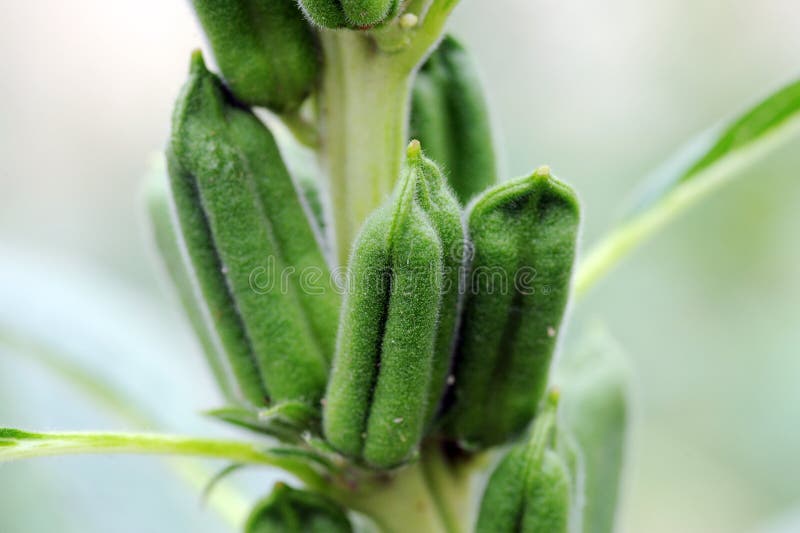 Crop sesame stock photo. Image of equipment, cloud, aestheticism ...