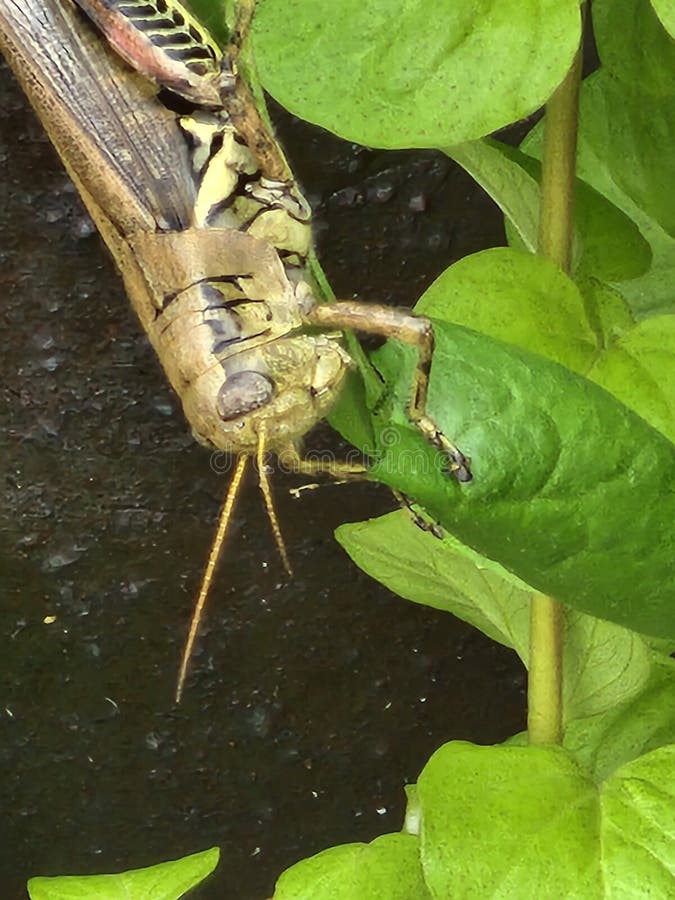 Crop Shot of Grasshopper Gripping Leaf Stock Photo - Image of beetle ...