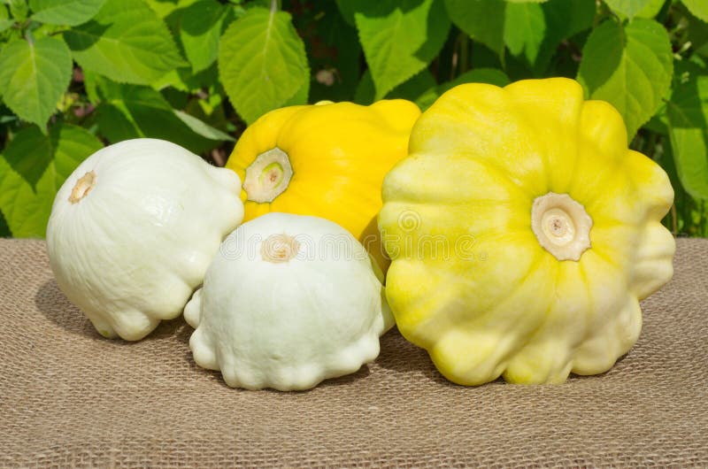 Crop of squash outdoors stock photo. Image of vegetarian - 87742196