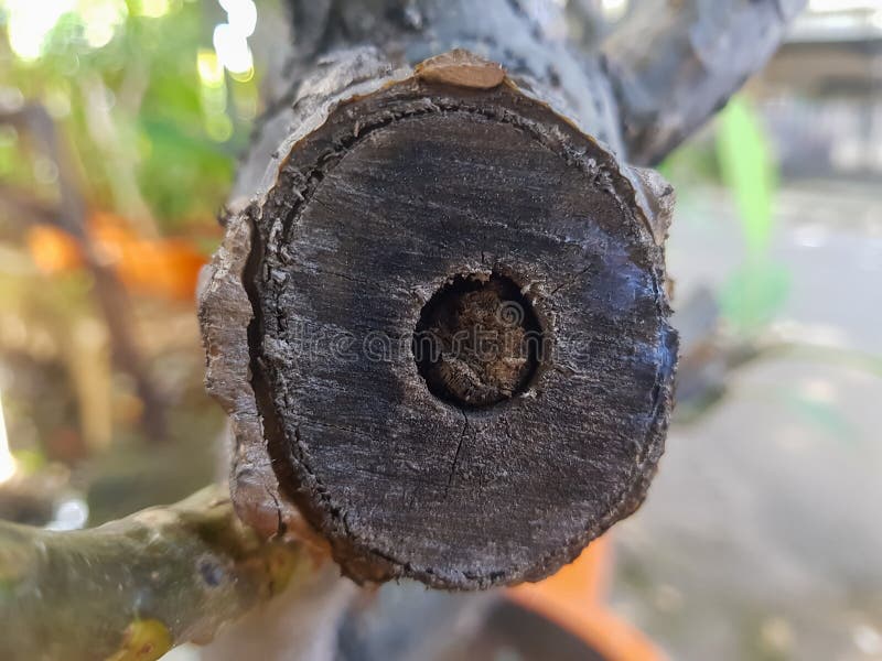 Crop Stem in a Pot by the Side of the Road Stock Image - Image of stem ...