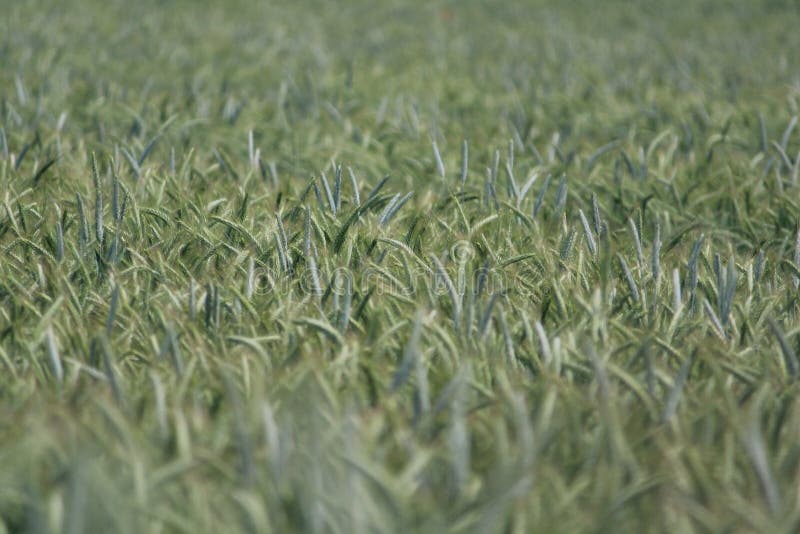 Crop, Triticale, Grass, Field Picture. Image: 131671210