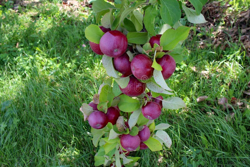 Apples stock image. Image of color, apple, fruit, beautiful - 99158935