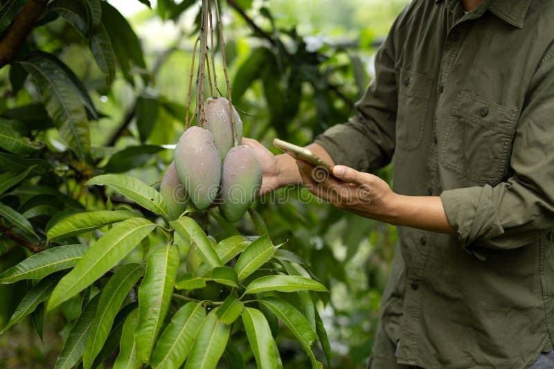 Mango Farmer Using Smartphone in Orchard for Modern Agriculture Tech ...