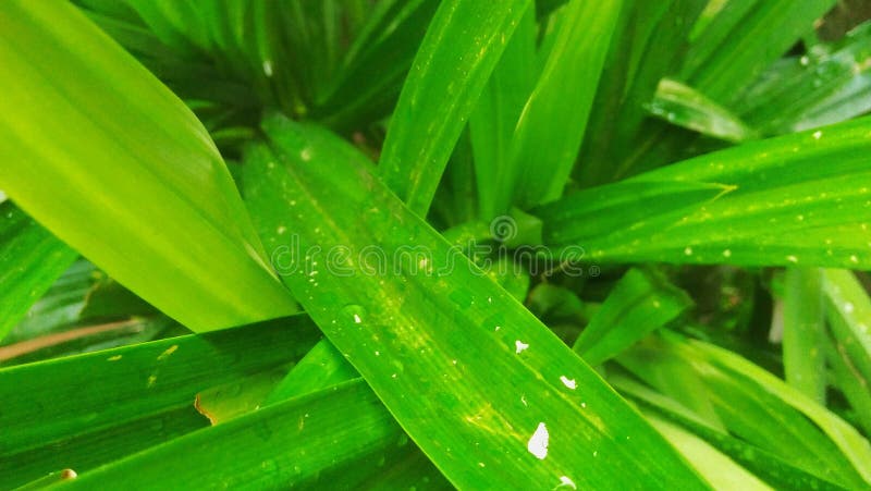 Pandanus Leaf Split Texture Stock Photo - Image of abstract, space ...